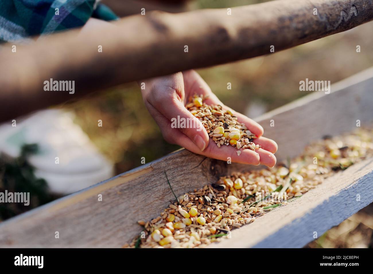 A woman works on a farm and feeds her chickens with healthy food ...