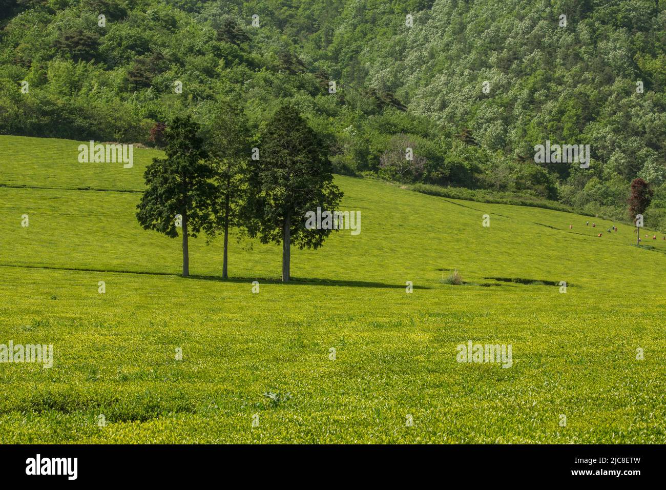 Spring scenery of green tea fields with young, green leaves sprouting ...