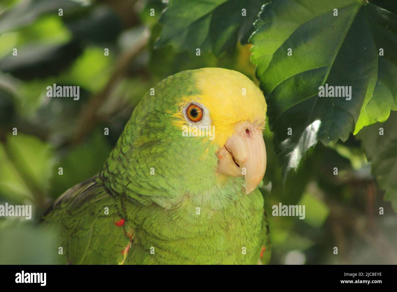 Head Of A Double Yellow Headed Amazon Parrot Amazona Oratrix With A Natural Leaf Background