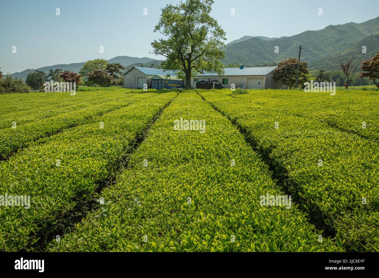 Spring scenery of green tea fields with young, green leaves sprouting ...
