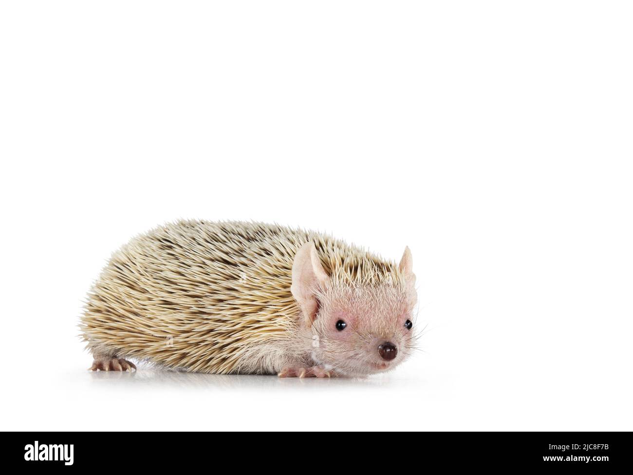 Tenrec aka Echinops telfairi, standing side ways. Looking towards ...