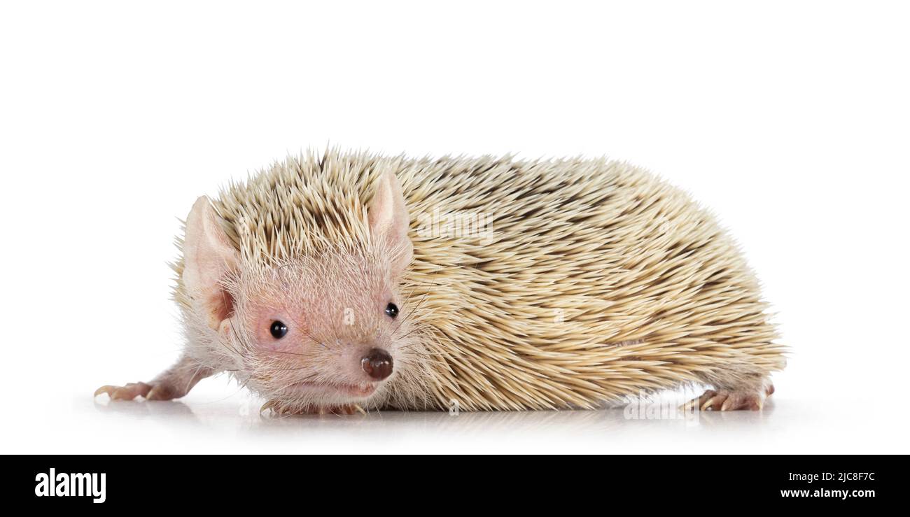 Tenrec aka Echinops telfairi, standing side ways. Looking towards ...