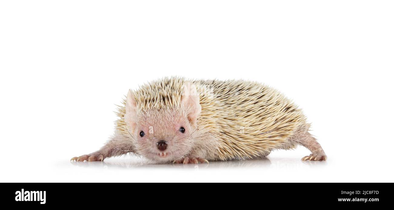 Tenrec aka Echinops telfairi, standing side ways. Looking towards ...