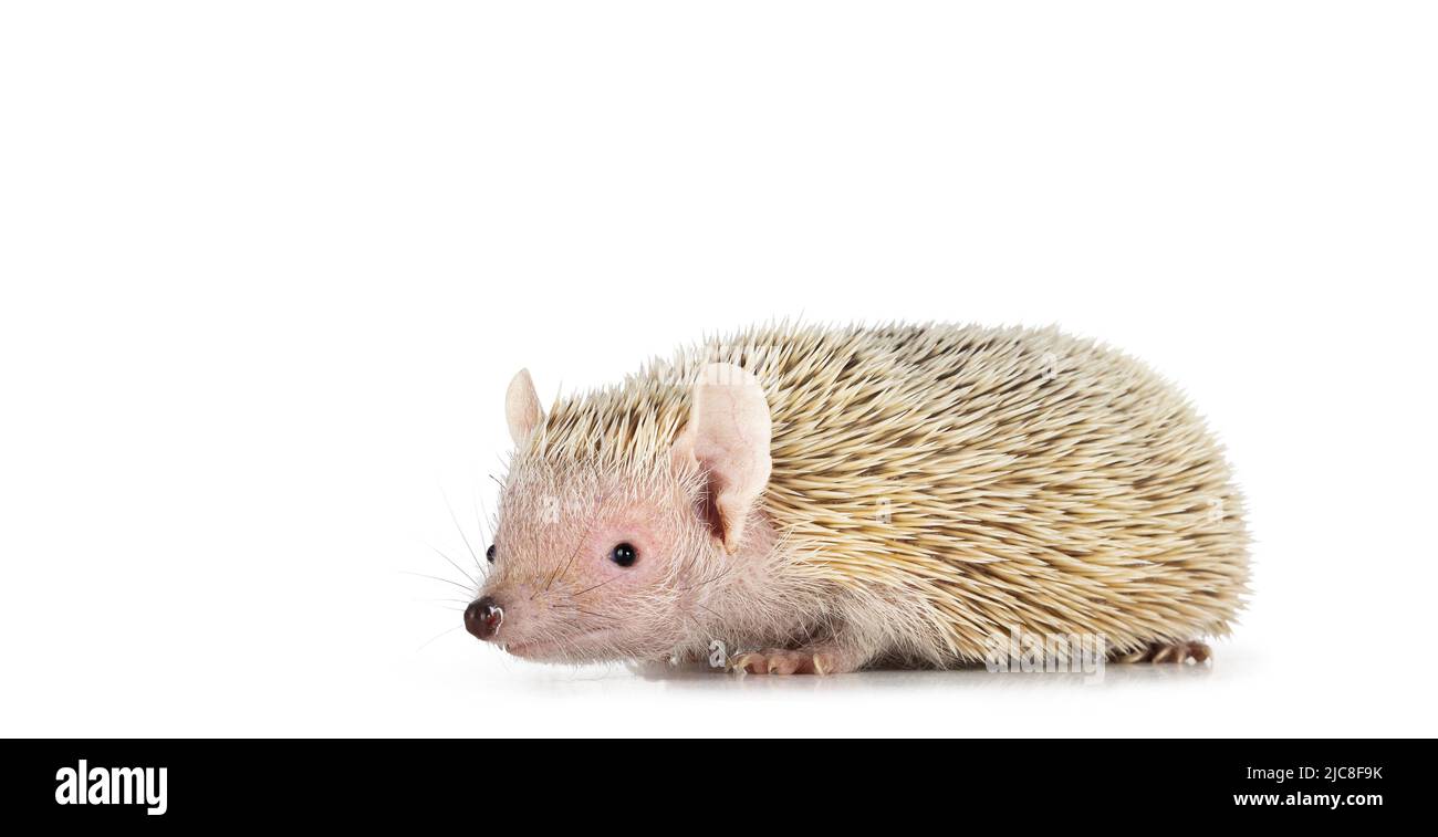 Tenrec aka Echinops telfairi, moving side ways. Isolated on a white ...