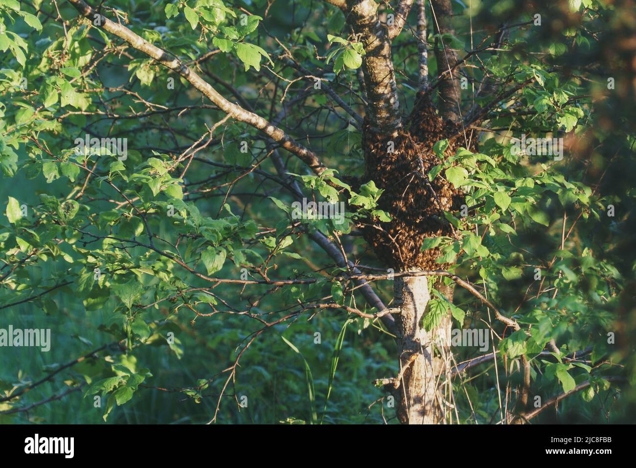 Swarm of honey bees sitting on a low tree in light of setting sun Stock ...