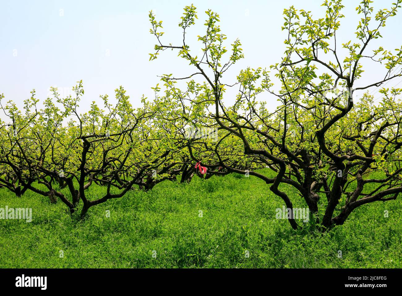 A landscape of light green new leaves sprouting on persimmon trees ...