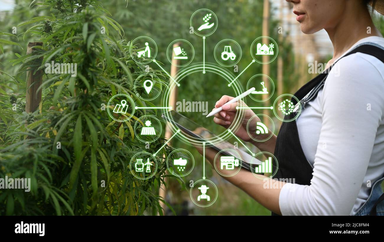 Agriculture technology farmer using tablet computer analysis data and ...