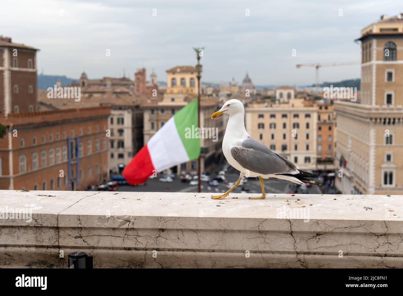 Albatross bird in middle of Rome with Italy flag Stock Photo - Alamy