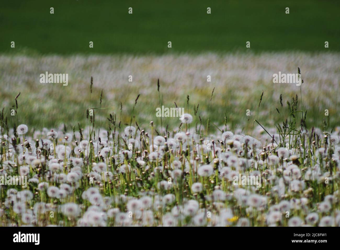 Layers of fluffy dandelions growing in fields shot with retro lens ...