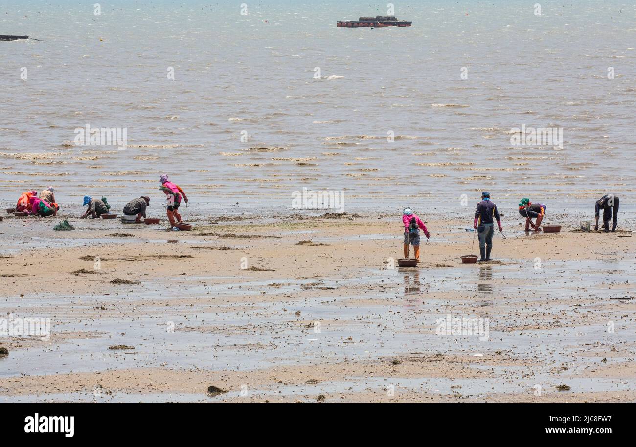 Dig clams hi-res stock photography and images - Alamy