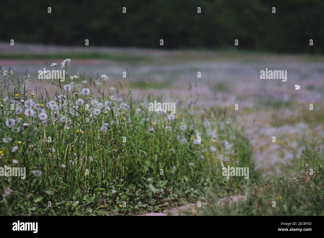 Country road lost in fields full of fluffy dandelions with nostalgic ...
