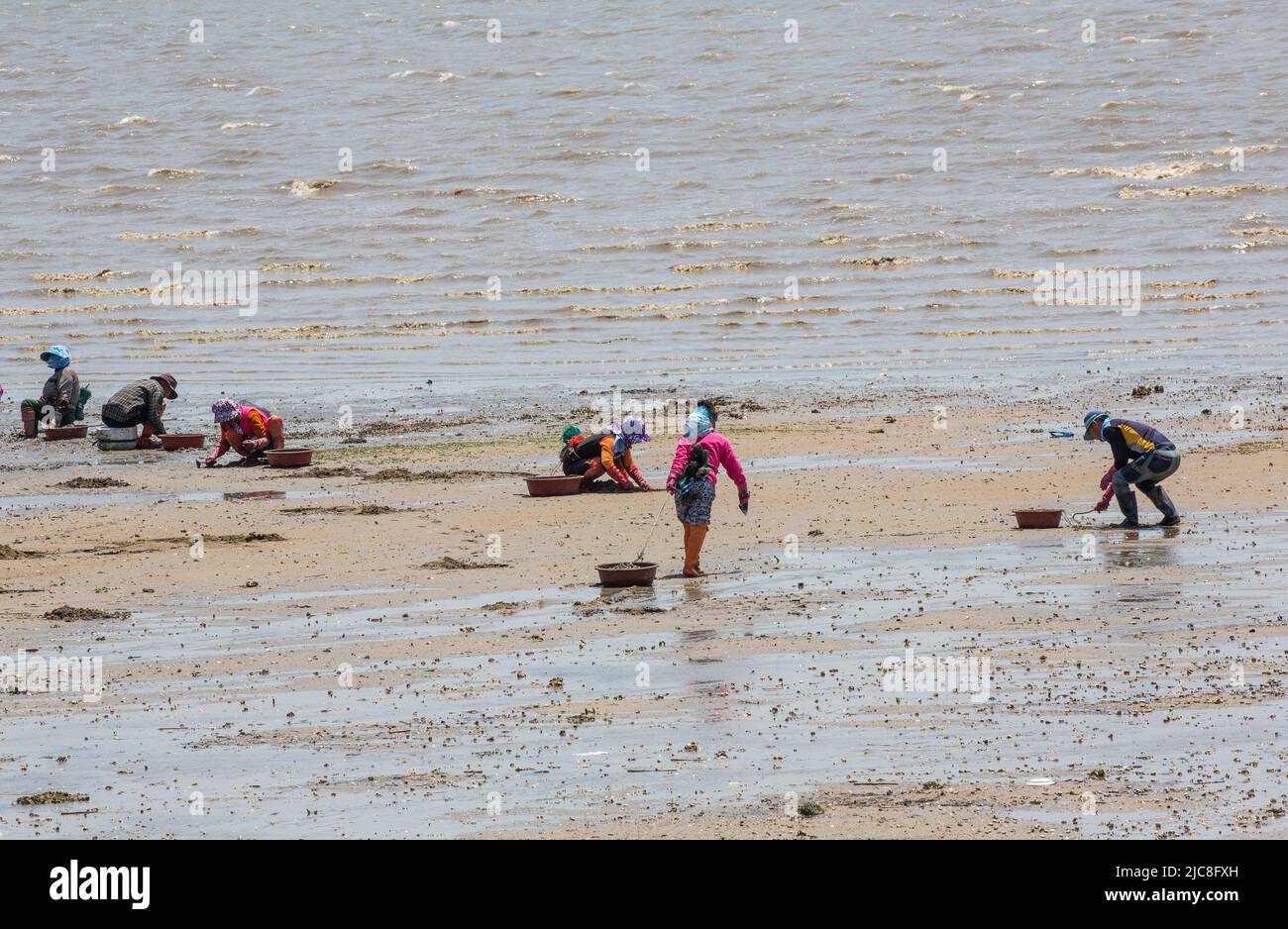 People who dig clams in the tidal flats to make money Stock Photo - Alamy