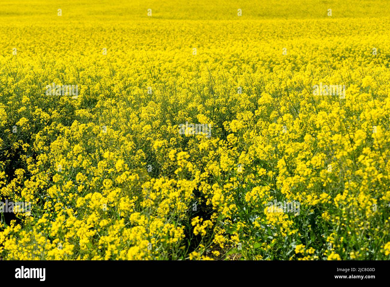 Aerial view canola fields canola hi-res stock photography and images ...