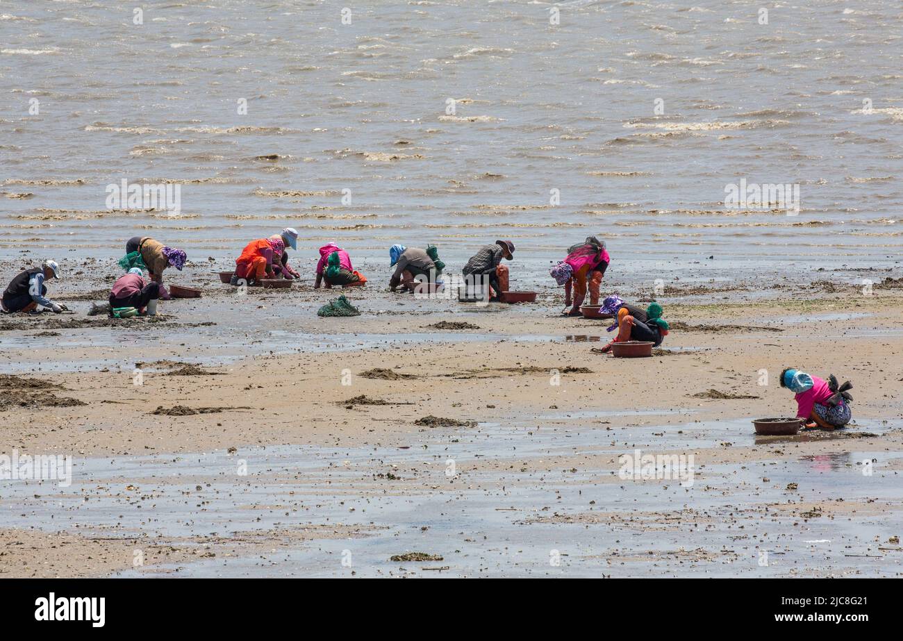 Dig clams people hi-res stock photography and images - Alamy