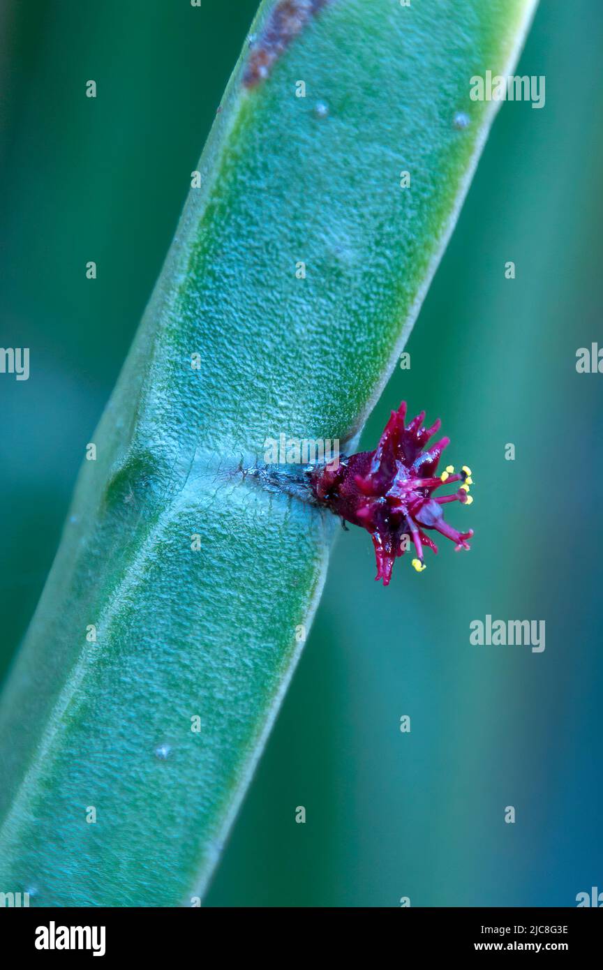 Sydney Australia, crimson flower of a euphorbia sipolisii Stock Photo ...