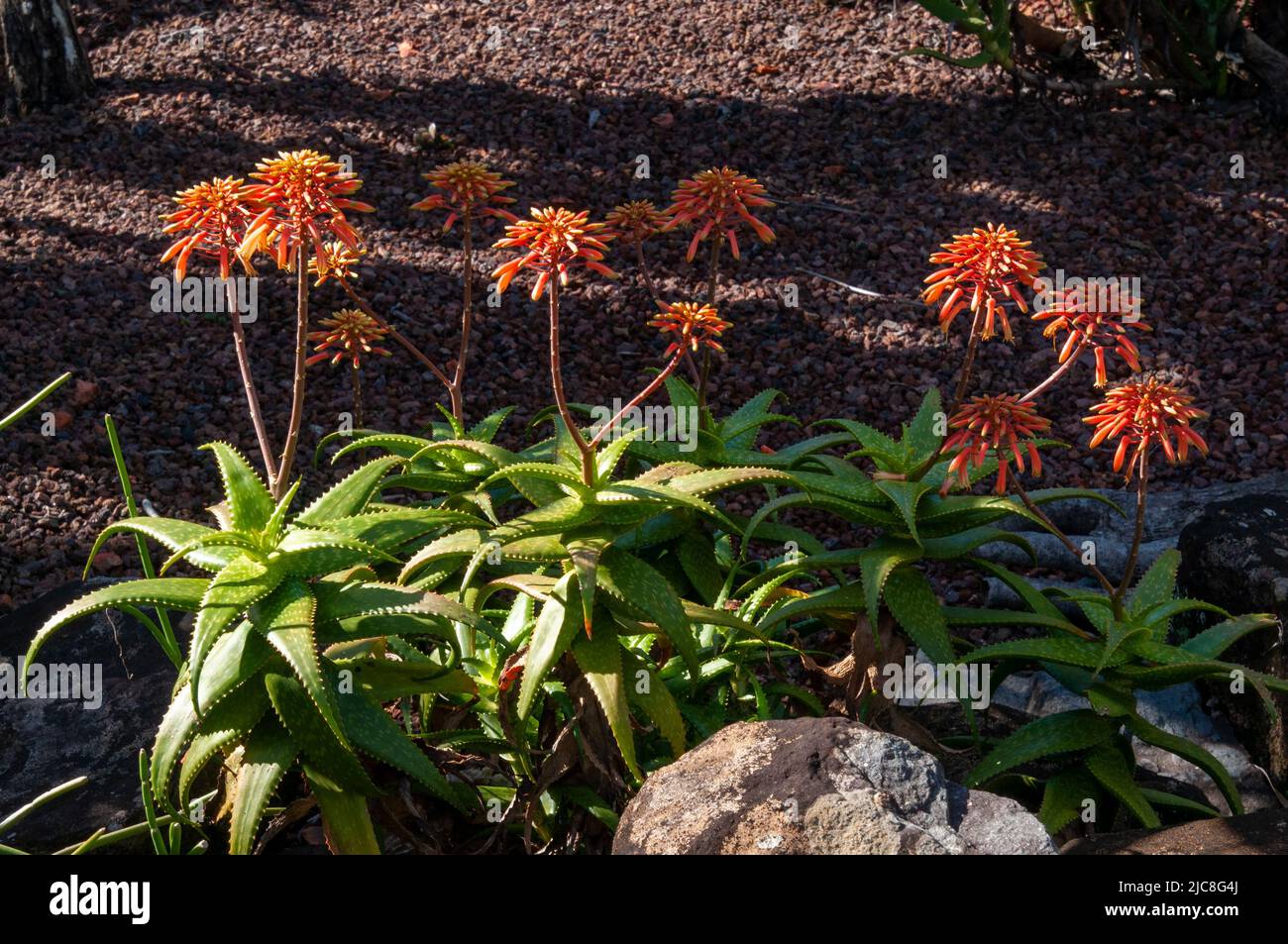 Sydney Australia, aloe maculata also known as soap aloe or zebra aloe ...