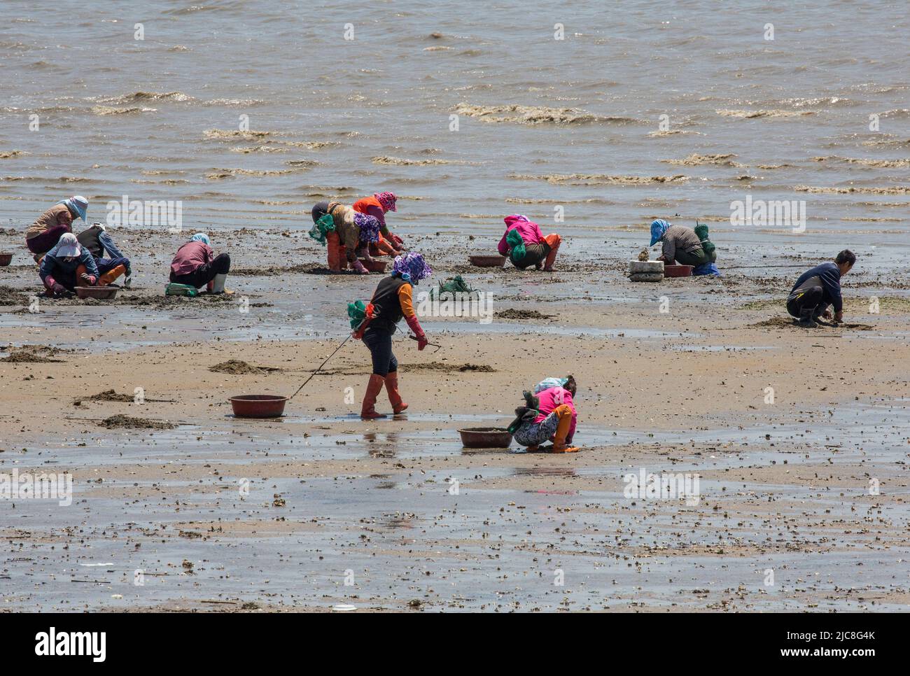 Dig clams hi-res stock photography and images - Alamy