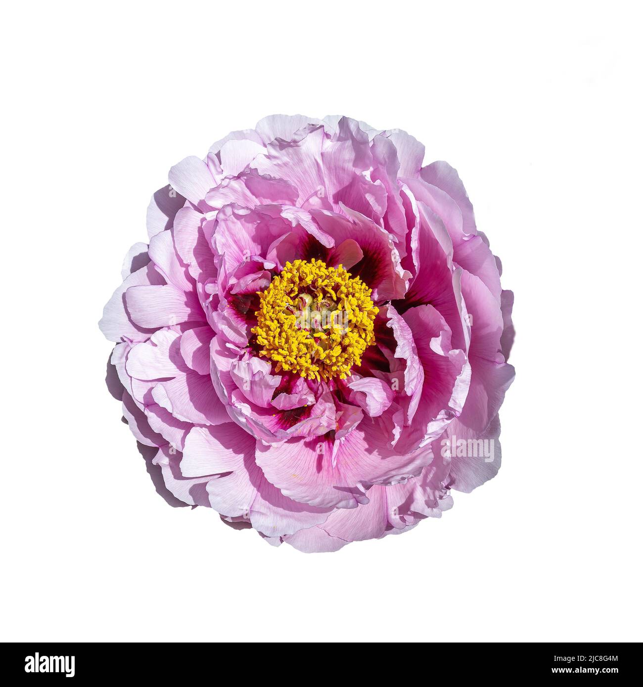 Tree peonies close-up against the background of green bushes. square ...