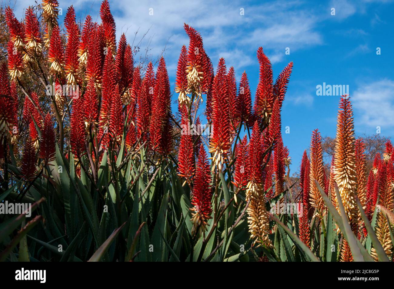 Sydney Australia, garden of orange and yellow aloe plants Stock Photo ...