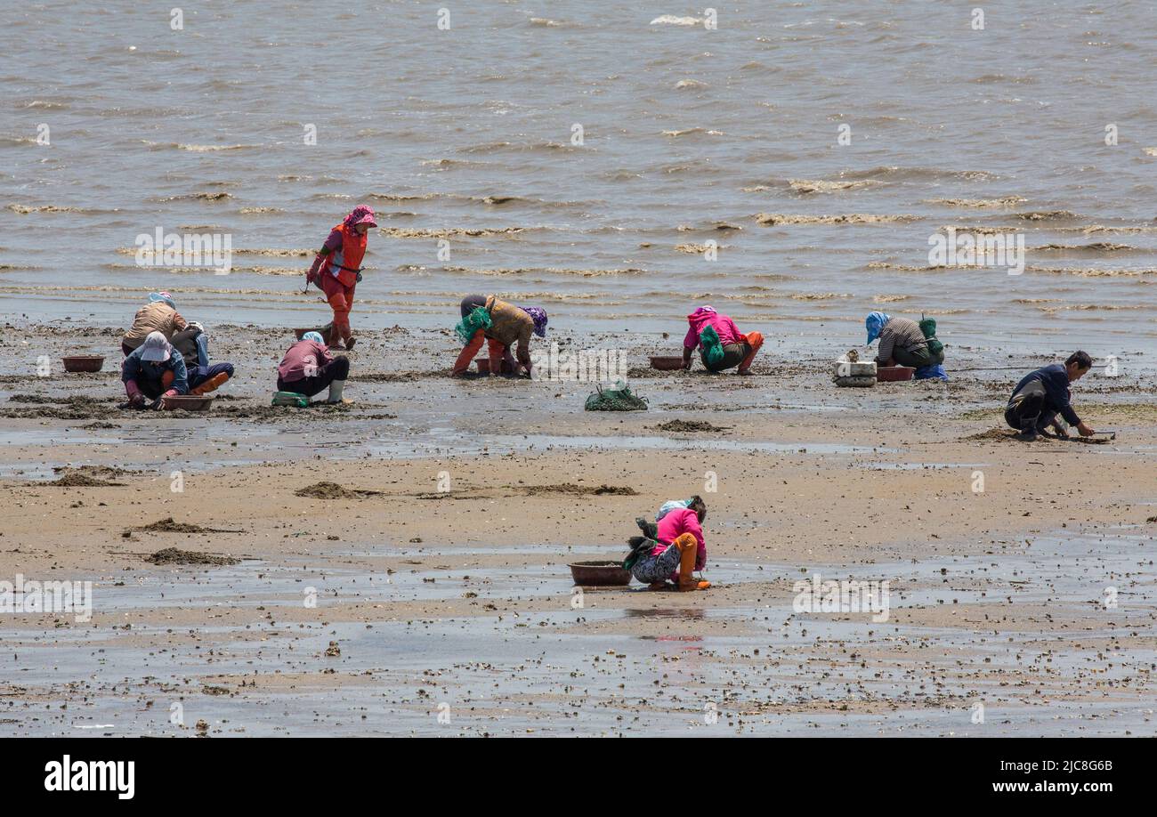 Dig clams people hi-res stock photography and images - Alamy