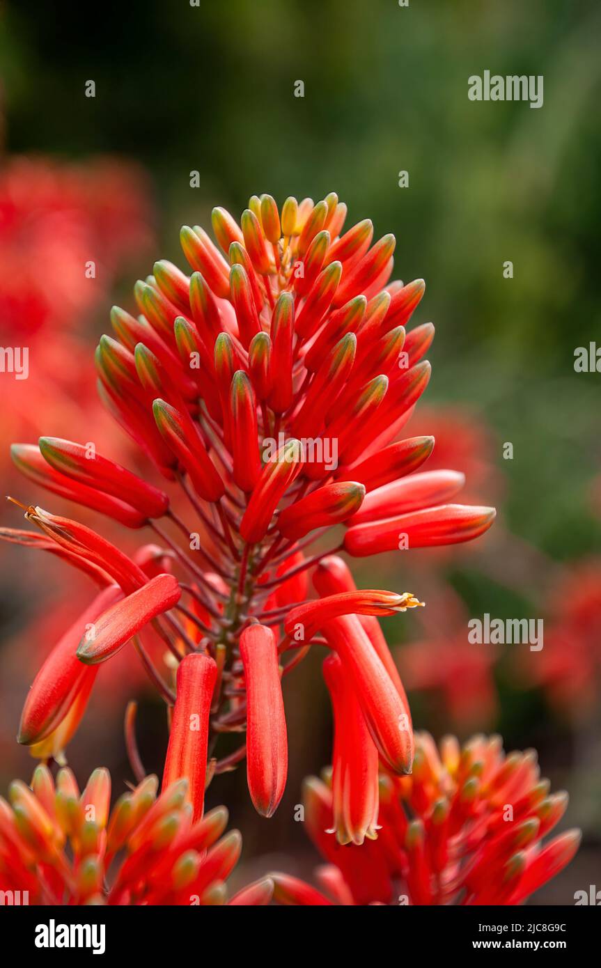 Plant native to kenya hi-res stock photography and images - Alamy