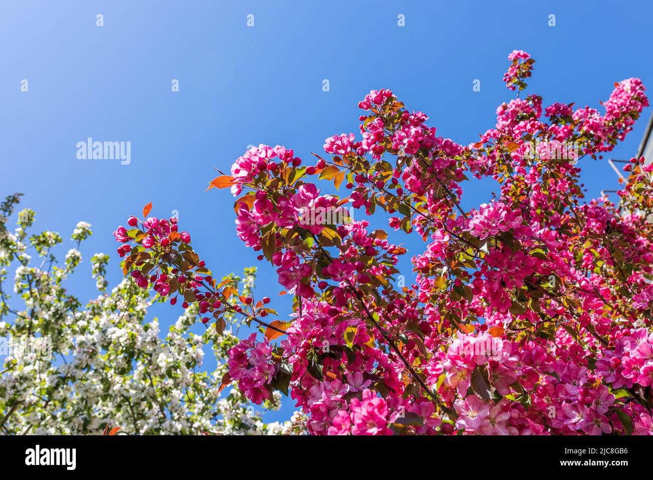 Chinese apple tree hi-res stock photography and images - Alamy