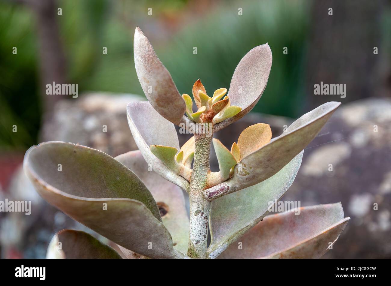 Copper spoons kalanchoe hi-res stock photography and images - Alamy