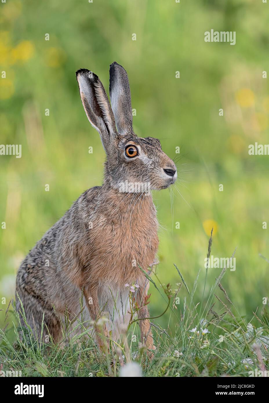 Fine art portrait of Brown hare (Lepus europeaus Stock Photo - Alamy