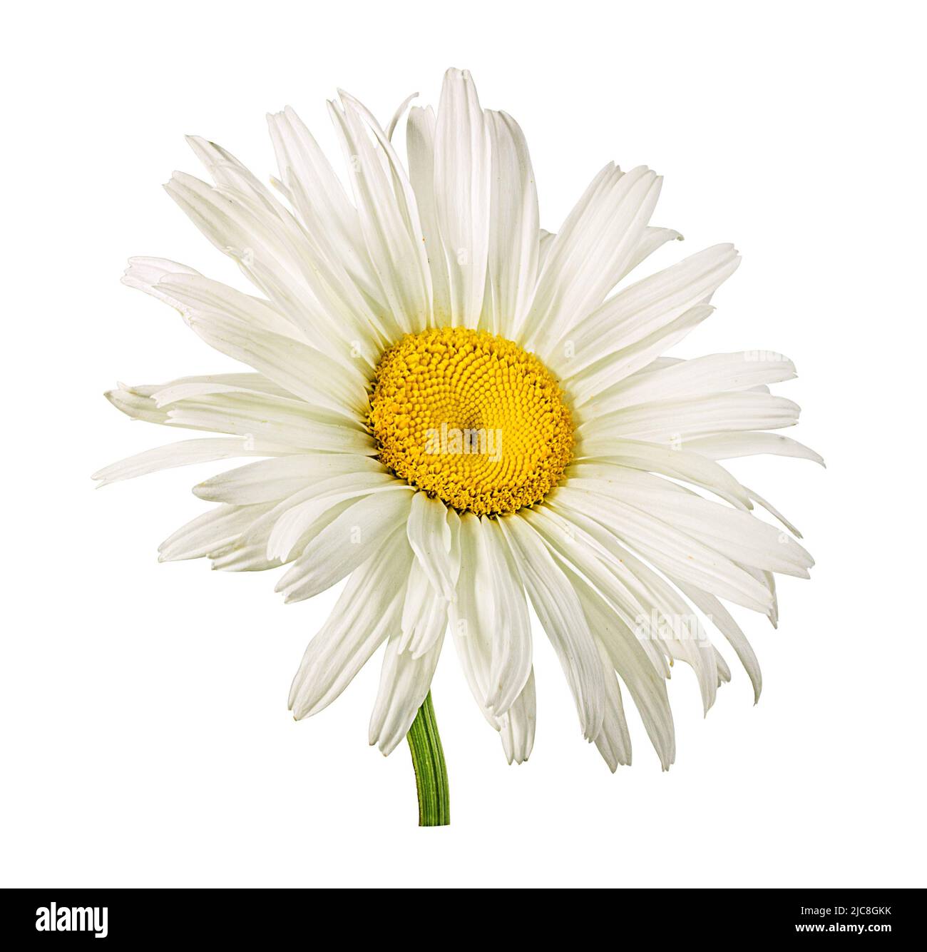 One white daisy flower isolated on a white background Stock Photo - Alamy