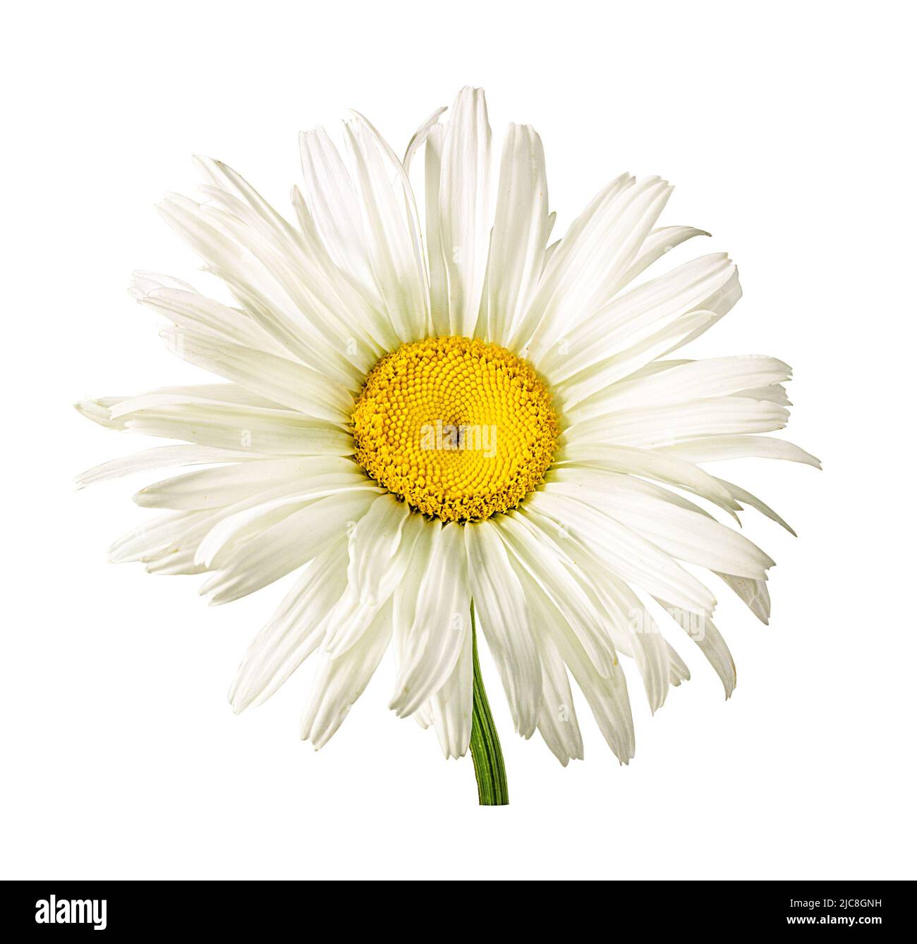 One white daisy flower isolated on a white background Stock Photo - Alamy