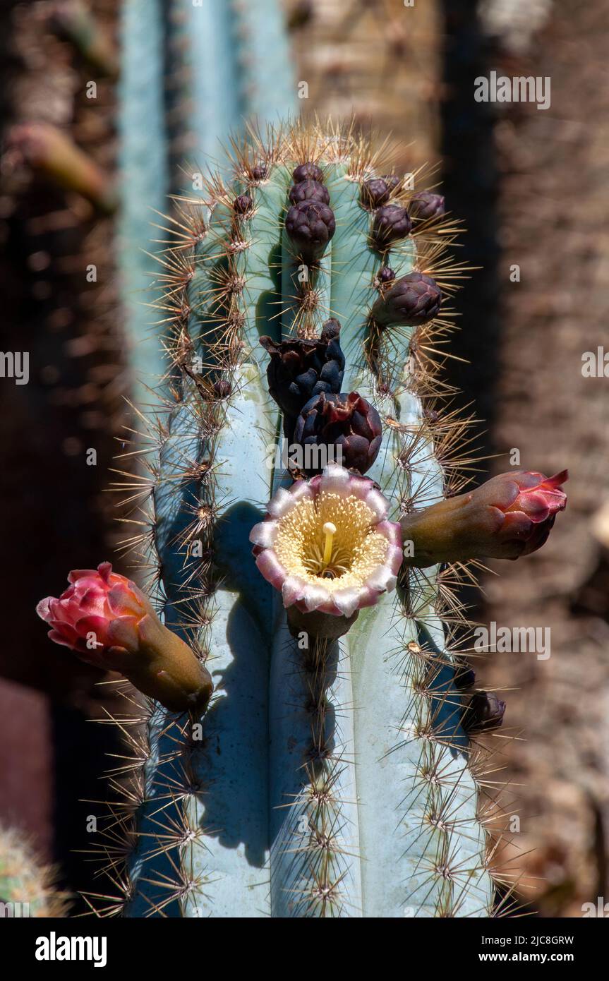 Sydney Australia, flower and buds of a blue columnar cactus Stock Photo ...