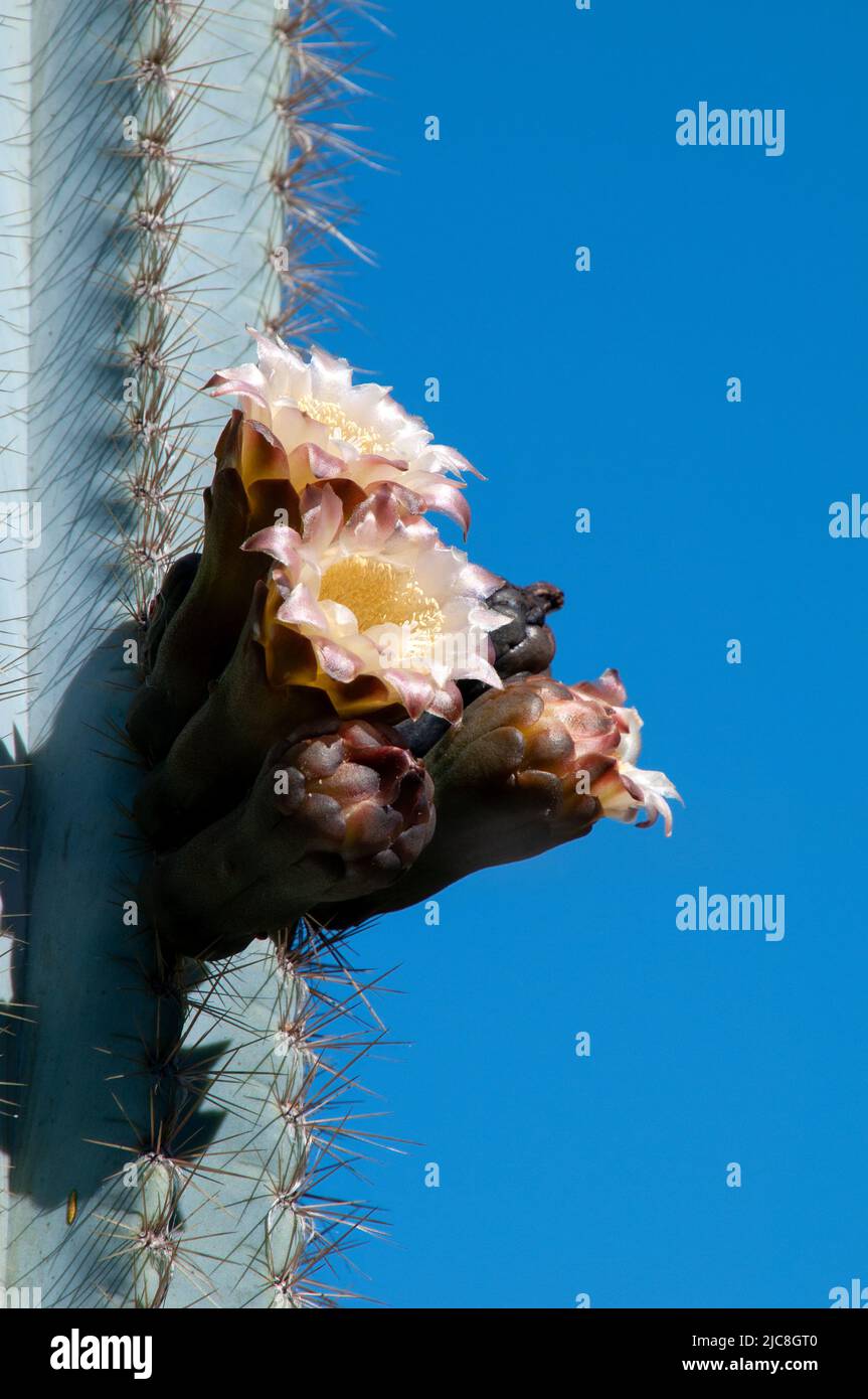 Blue columnar cactus hi-res stock photography and images - Alamy