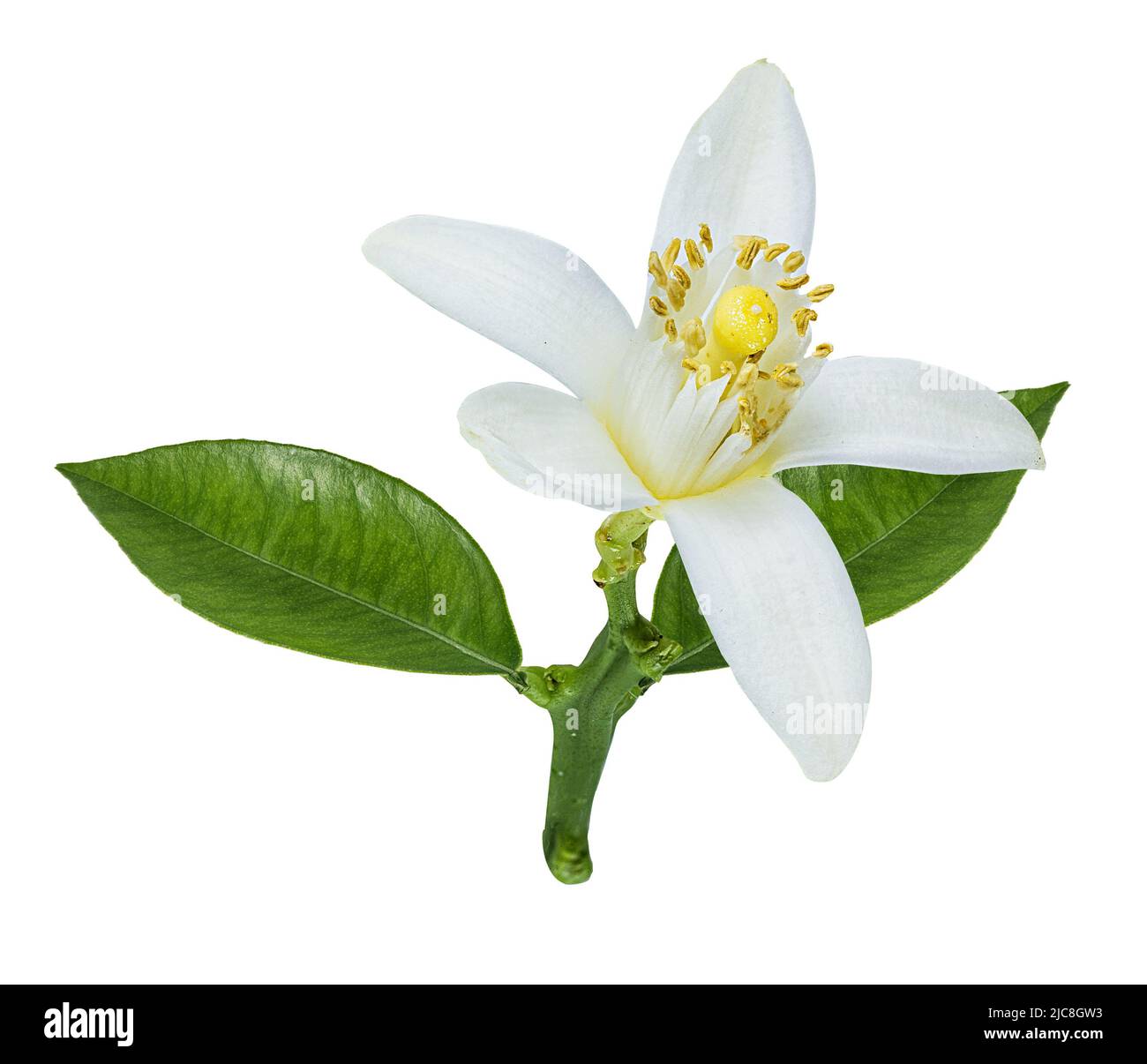 Lemon flower isolated on white background Stock Photo - Alamy
