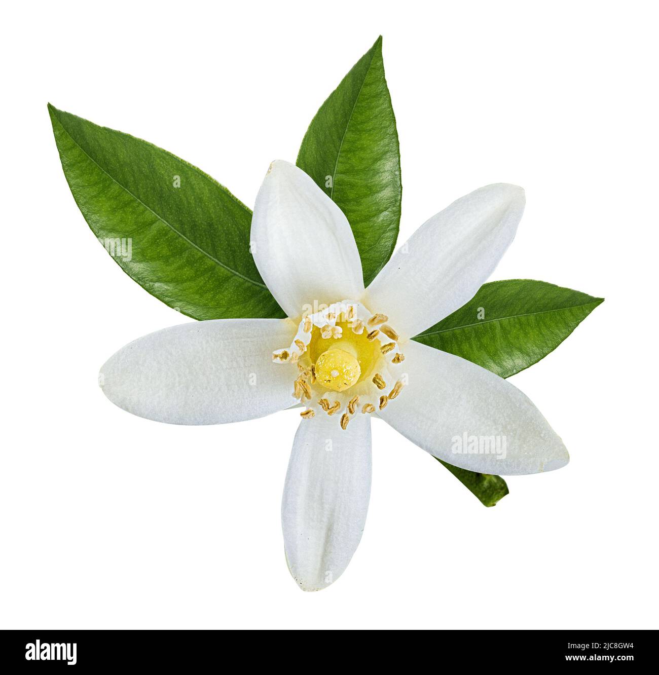 Lemon flower isolated on white background Stock Photo - Alamy