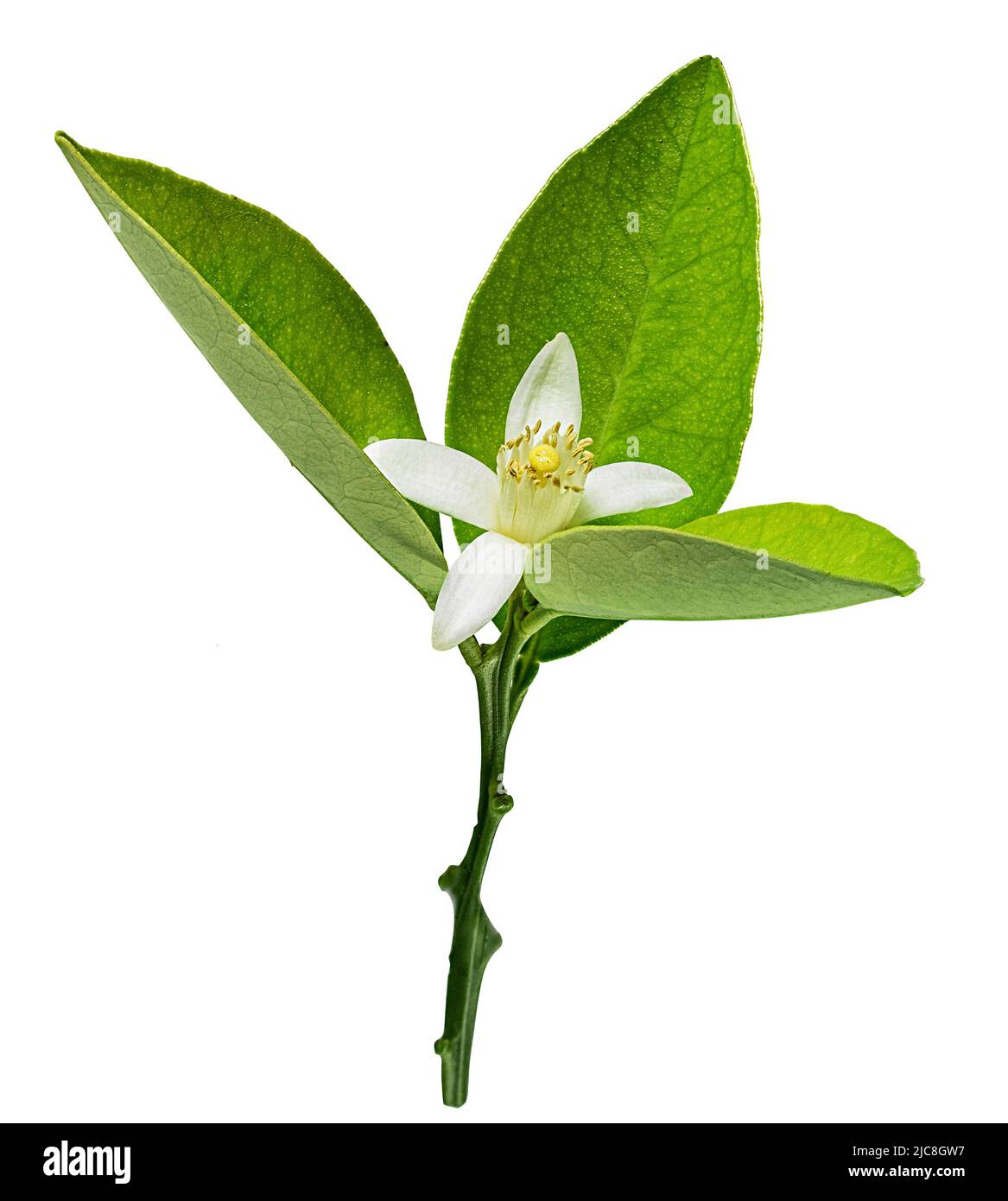 Lemon flower isolated on white background Stock Photo - Alamy
