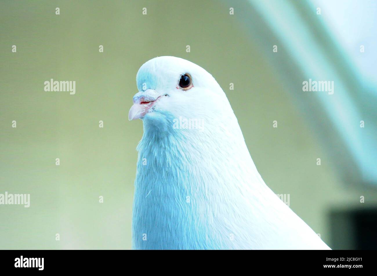White pigeon bird hi-res stock photography and images - Alamy
