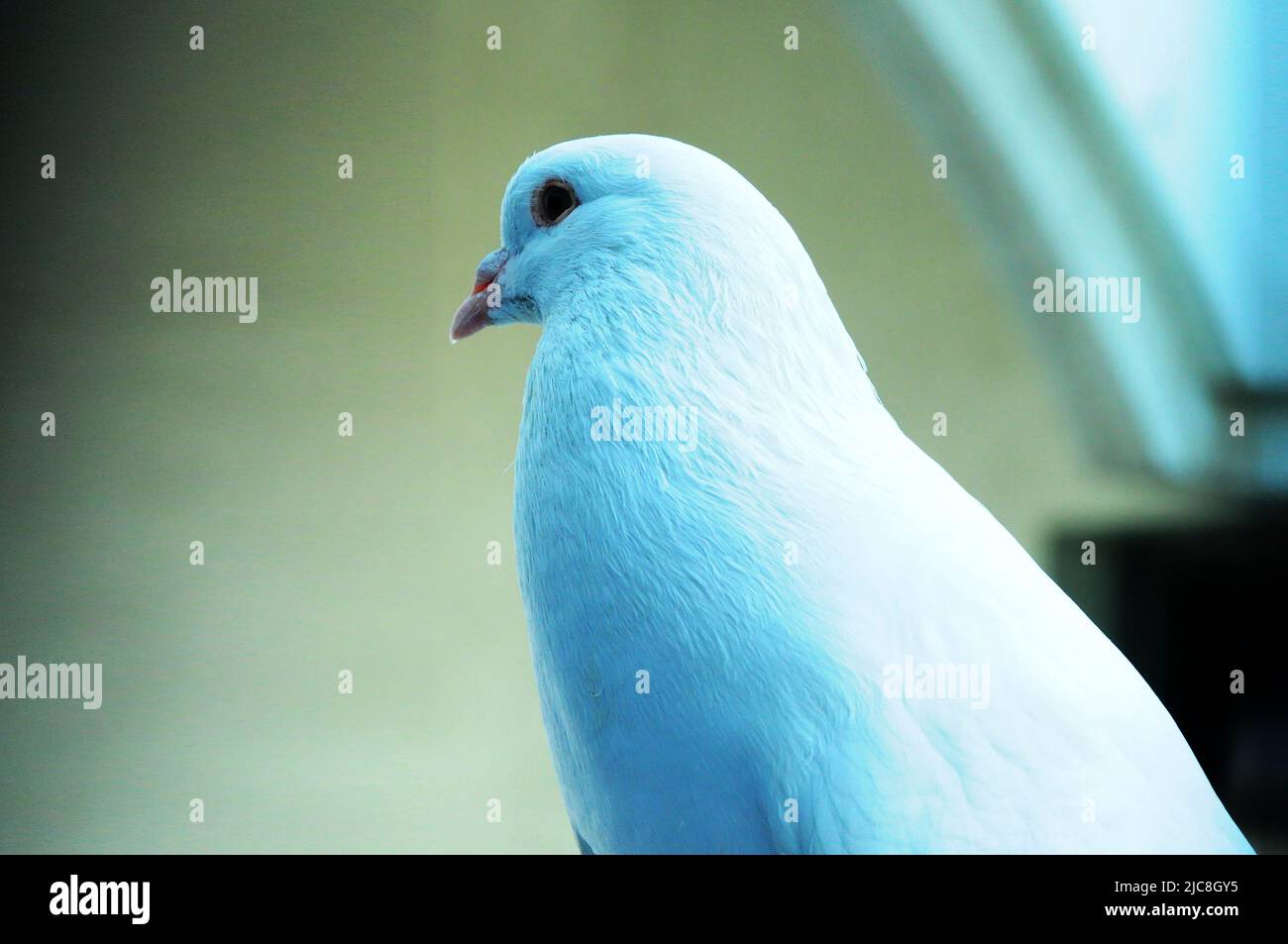 White pigeon bird hi-res stock photography and images - Alamy