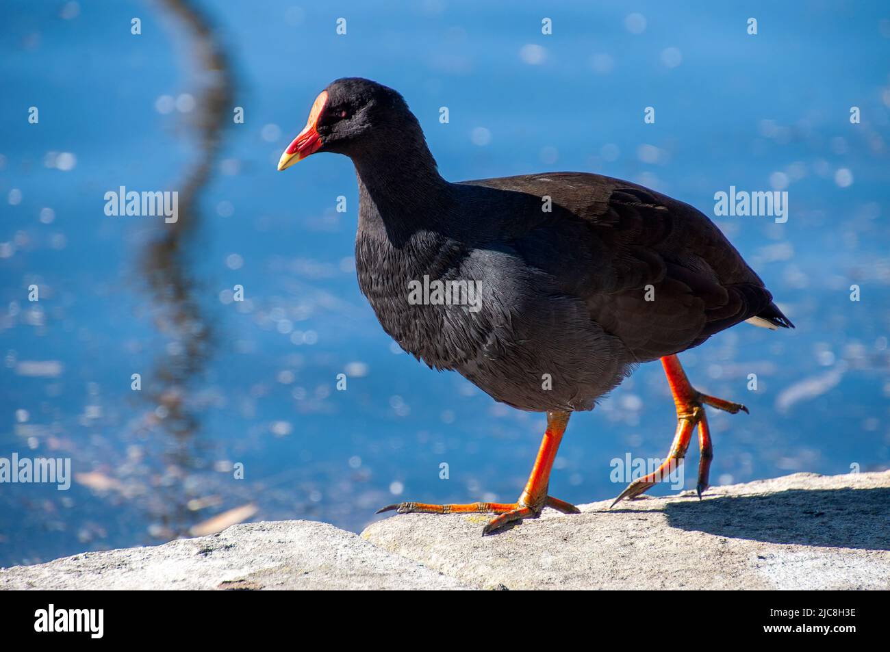 Sydney Australia, dusky moorhen by pond in backyard Stock Photo - Alamy