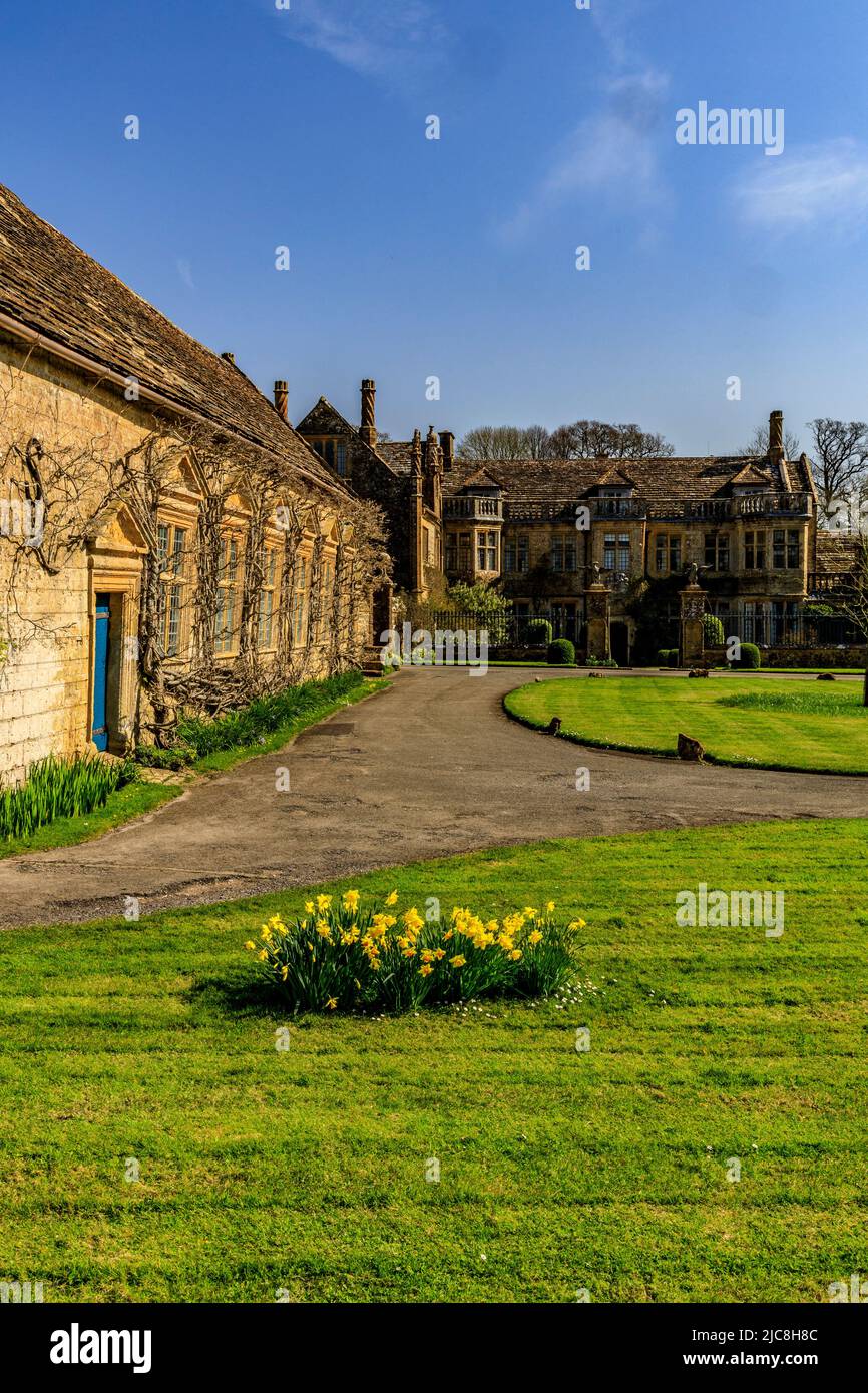 Spring daffodils in front of Mapperton House, Beaminster, Dorset ...