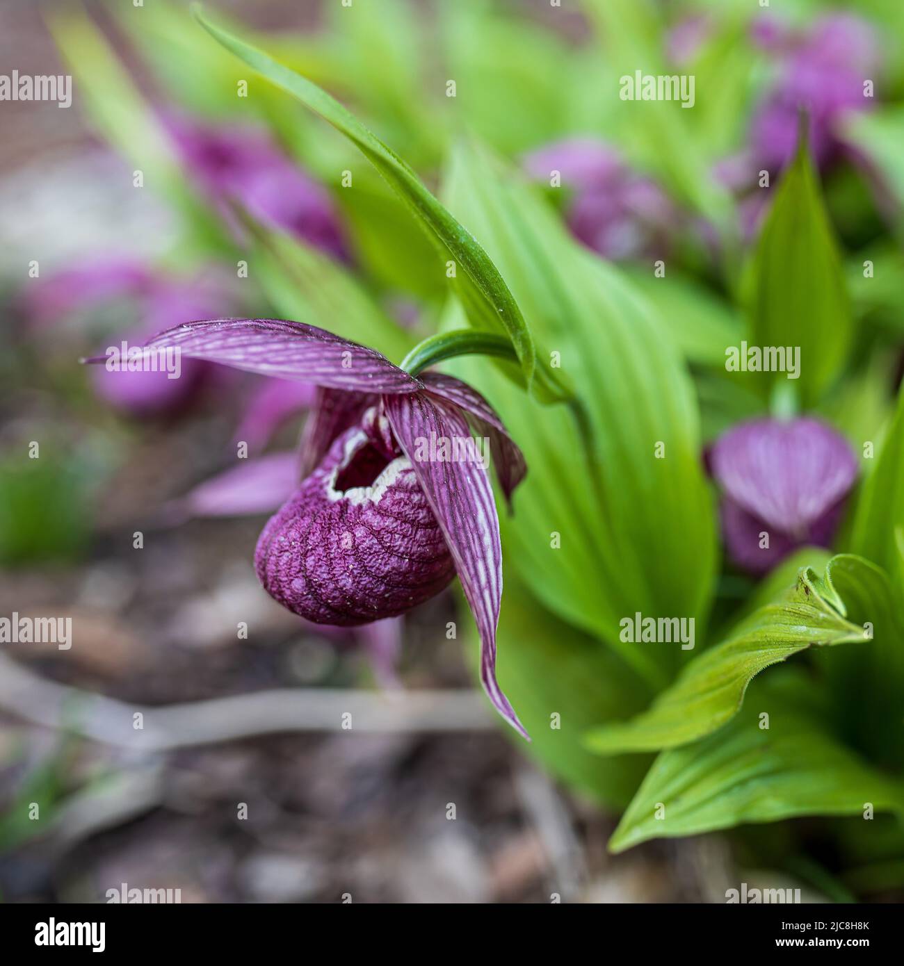 Cypripedium calceolus is a lady's-slipper orchid, and the type species ...