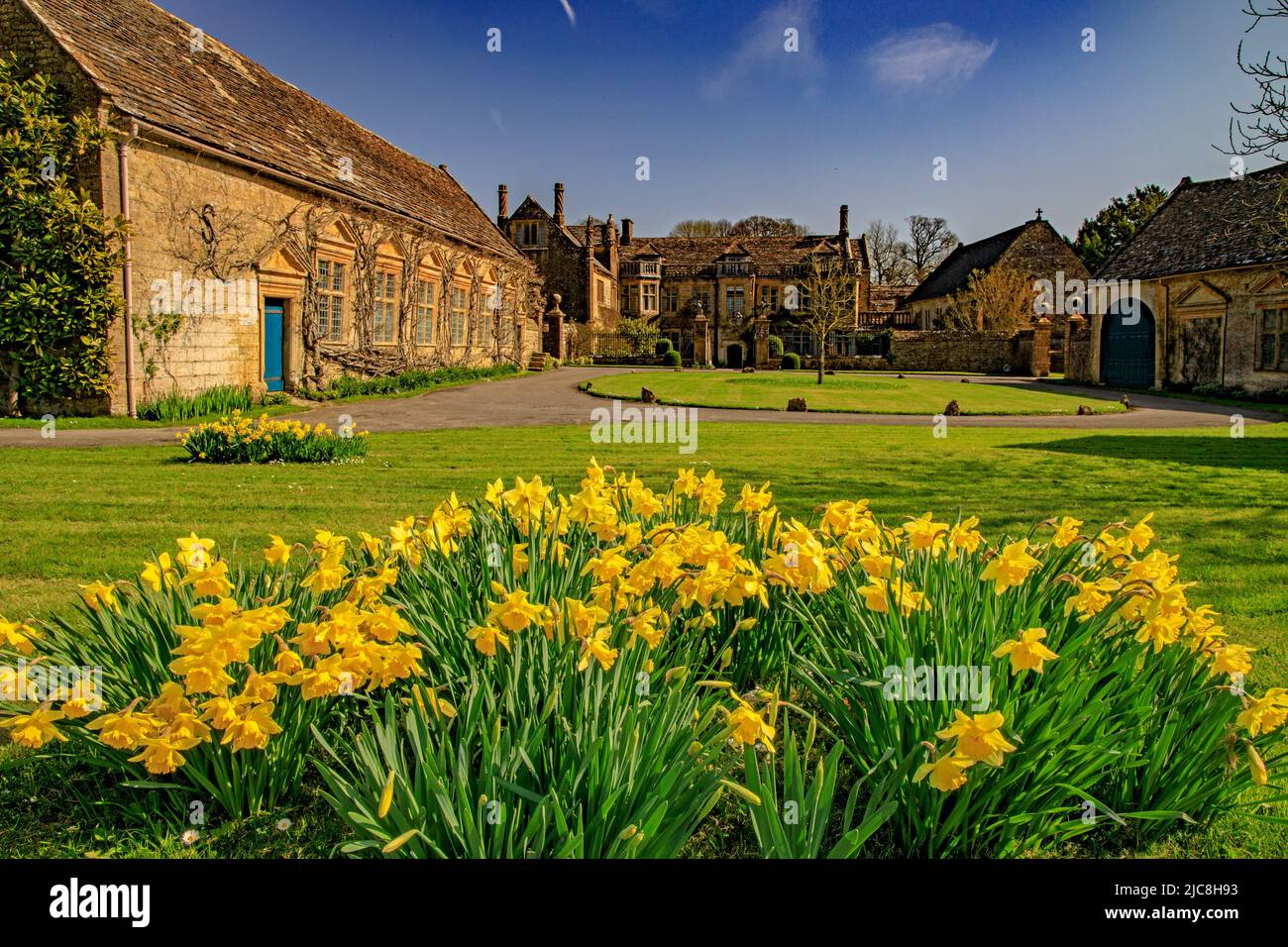 Spring daffodils in front of Mapperton House, Beaminster, Dorset ...