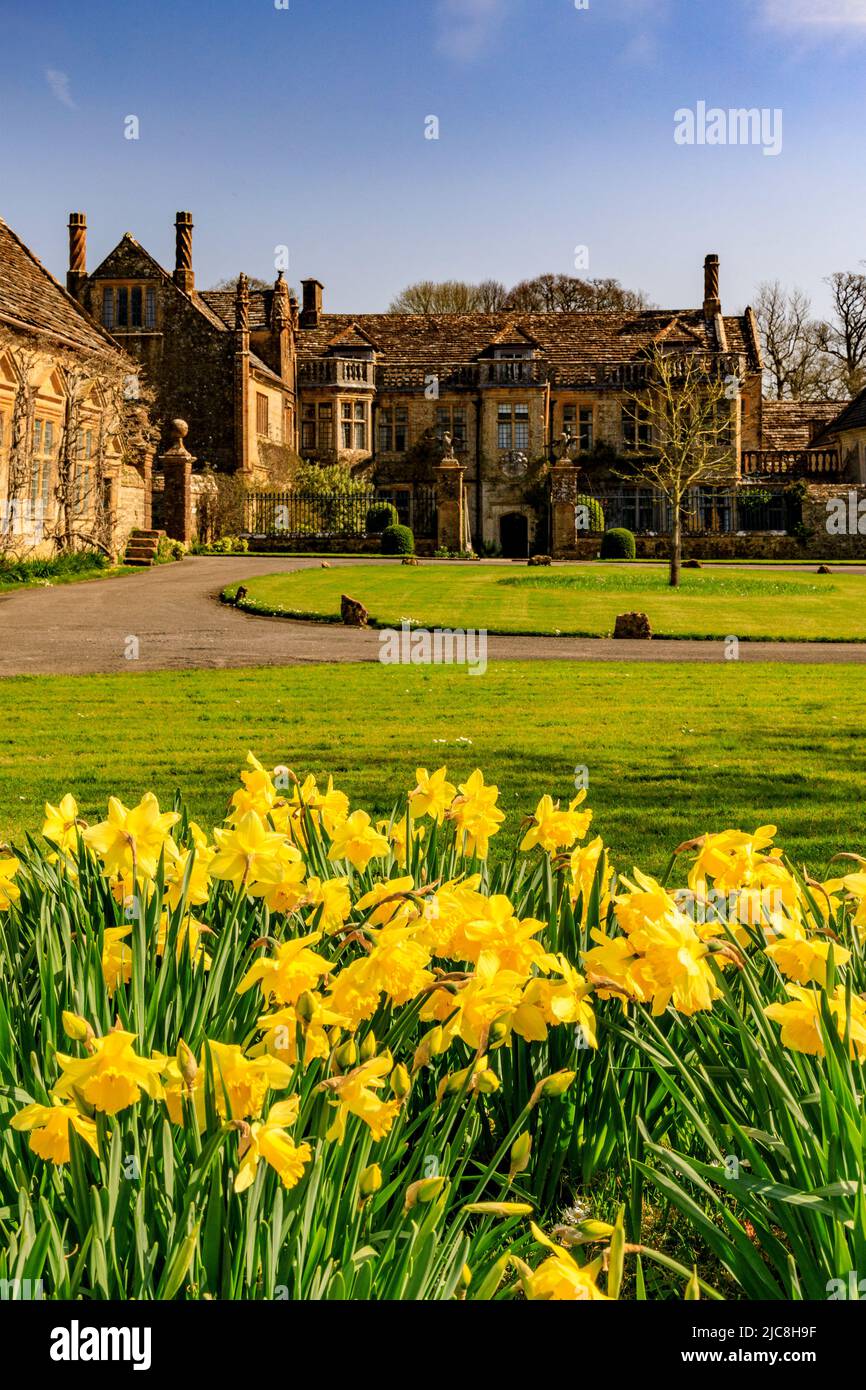 Spring daffodils in front of Mapperton House, Beaminster, Dorset ...