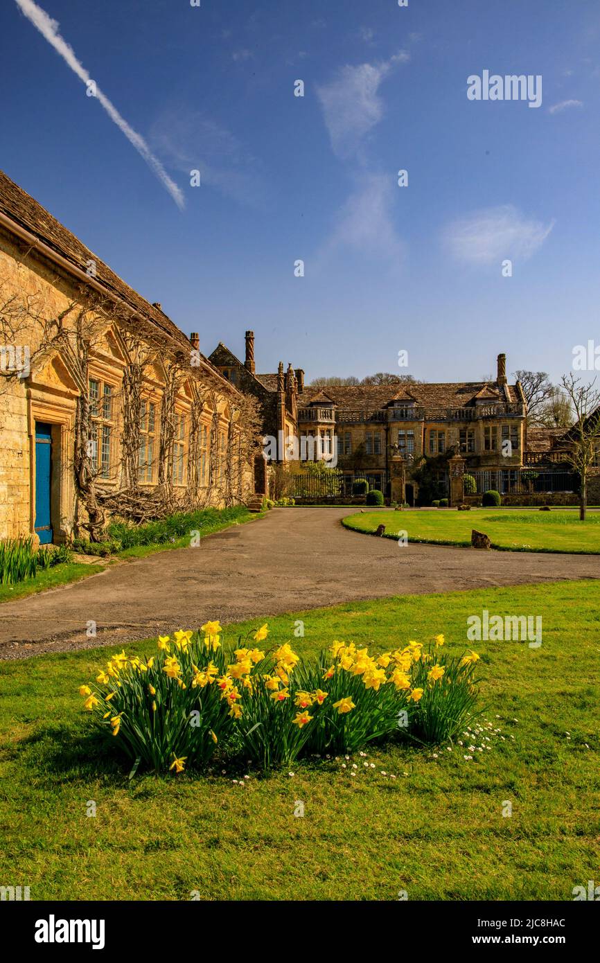 Spring daffodils in front of Mapperton House, Beaminster, Dorset ...
