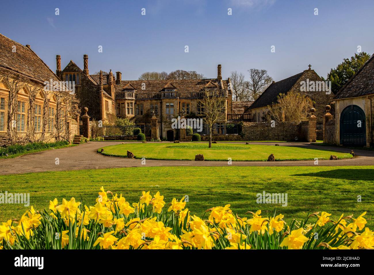 Spring daffodils in front of Mapperton House, Beaminster, Dorset ...