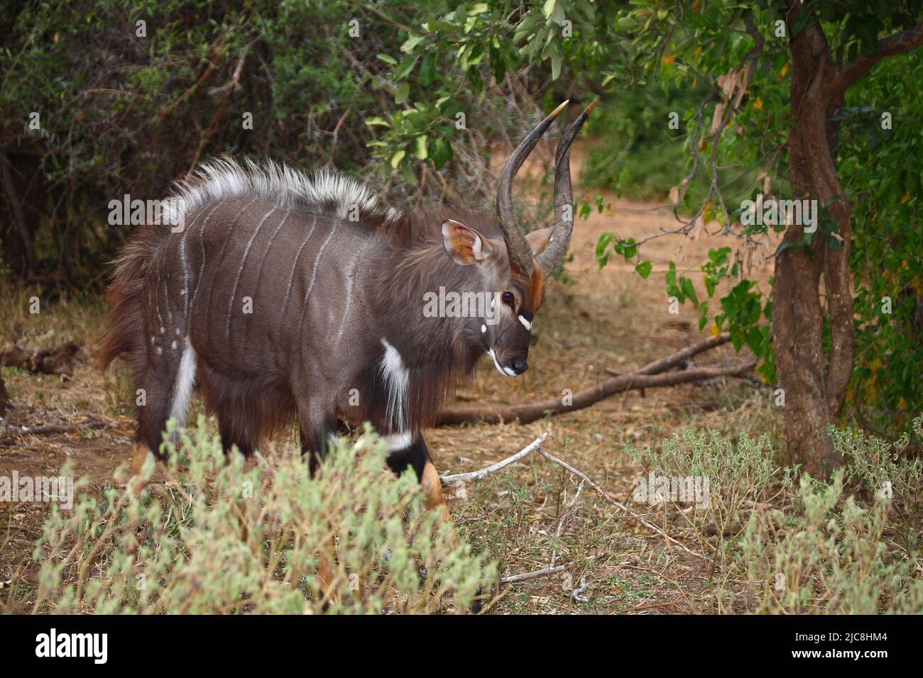 Flachlandnyala hi-res stock photography and images - Alamy