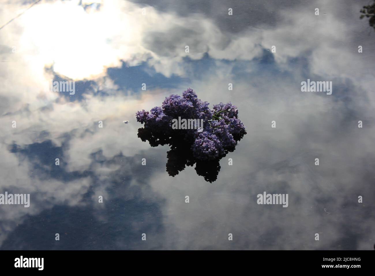 Blooming LILACS with PURPLE fluffy buds in full bloom. Bright floral ...