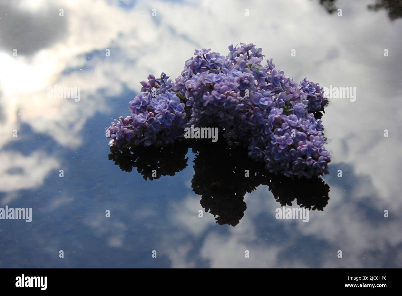 Blooming LILACS with PURPLE fluffy buds in full bloom. Bright floral ...