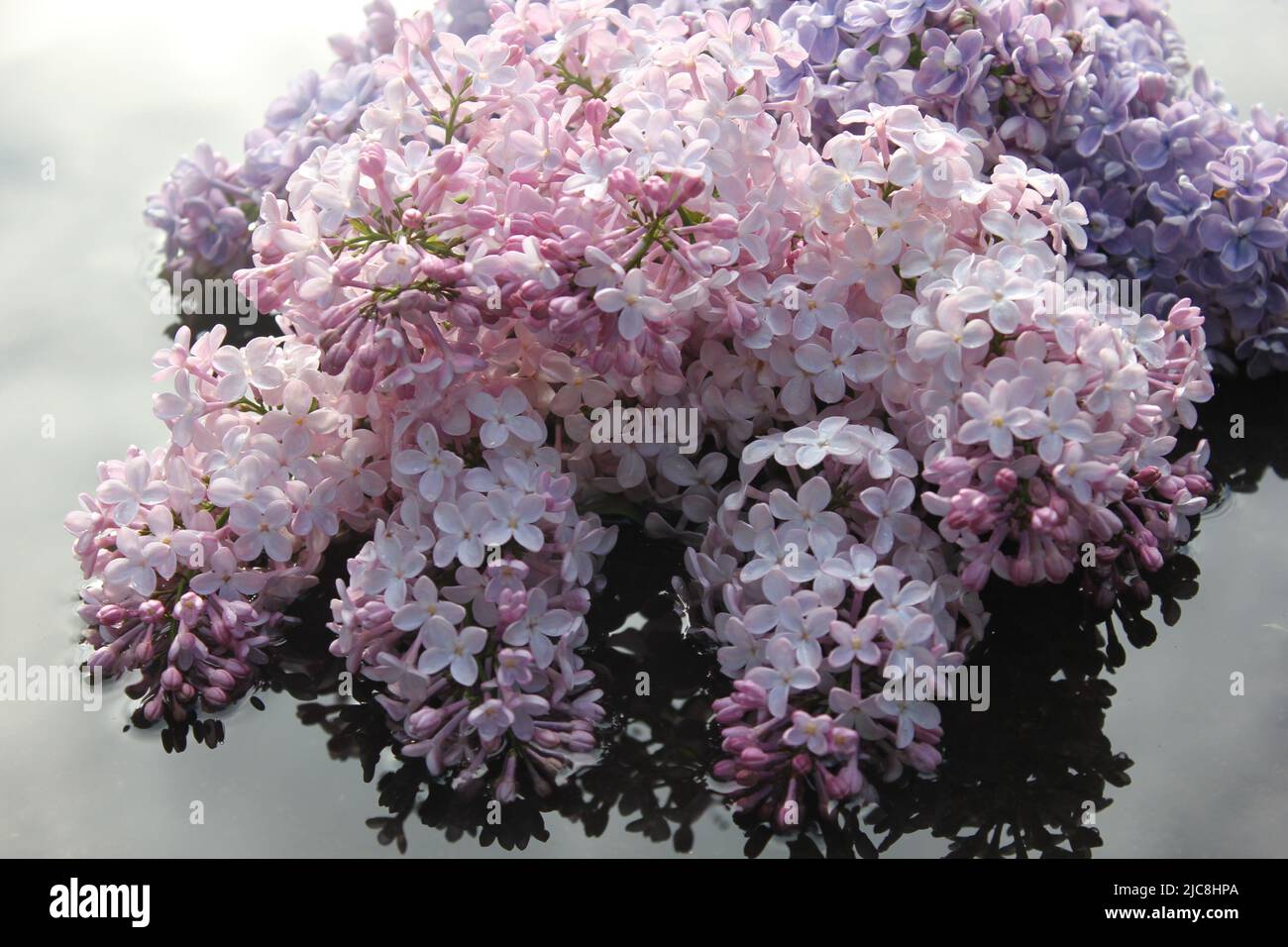 Blooming LILACS with PURPLE fluffy buds in full bloom. Bright floral ...