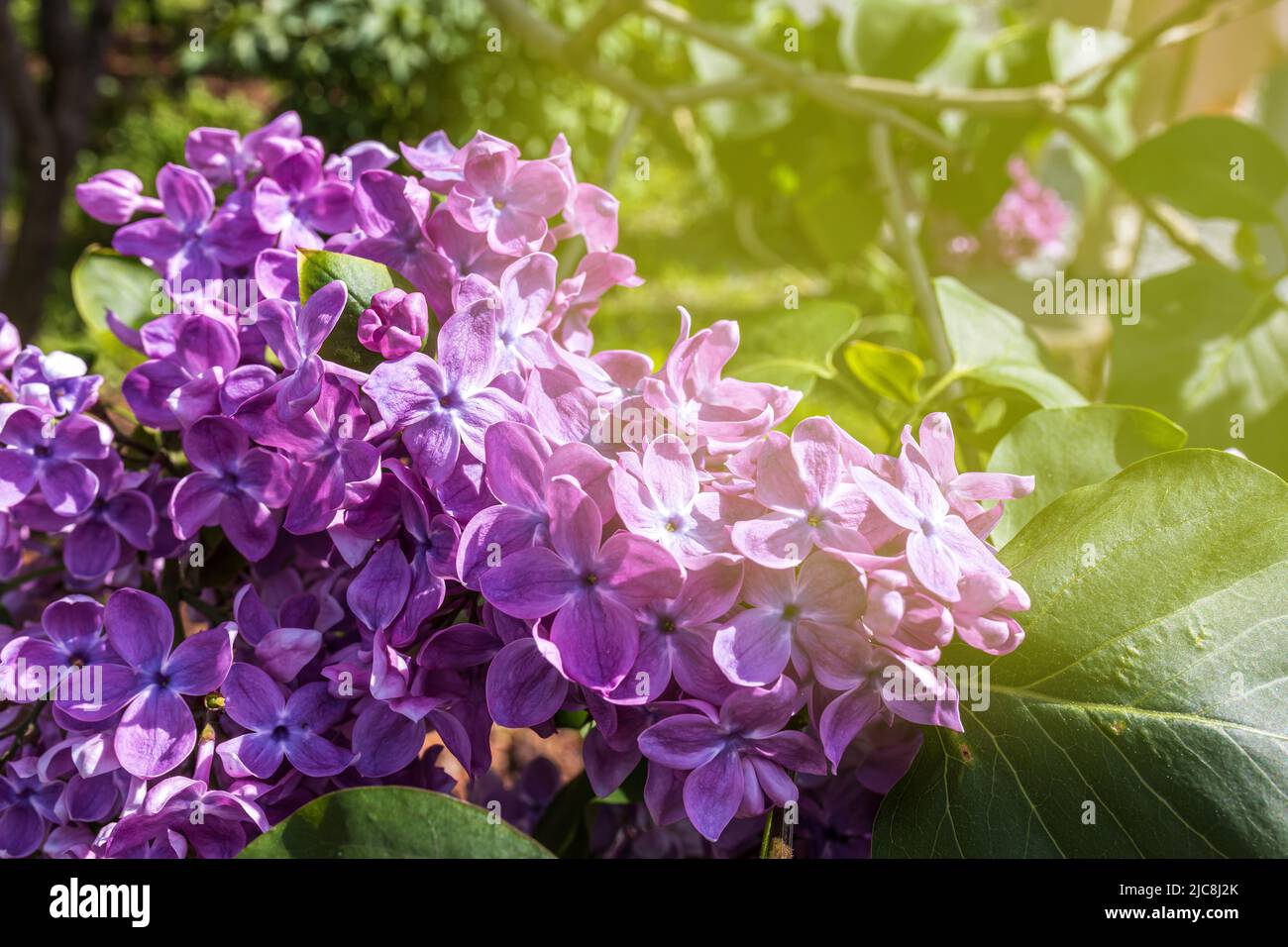 Petal beam outdoor hi-res stock photography and images - Alamy