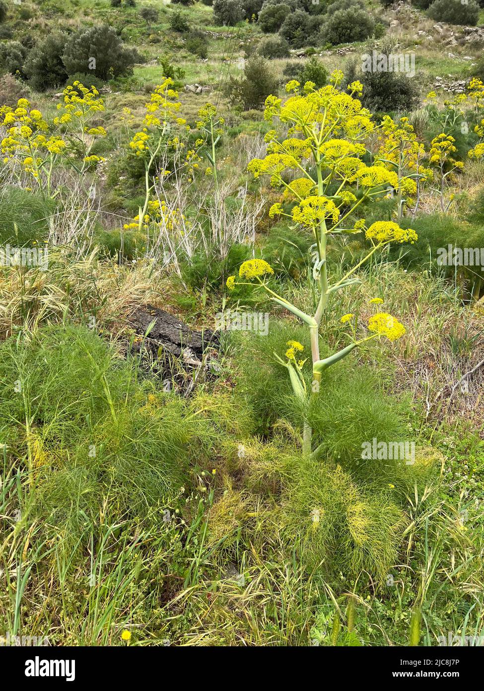 Ferule commune hi-res stock photography and images - Alamy